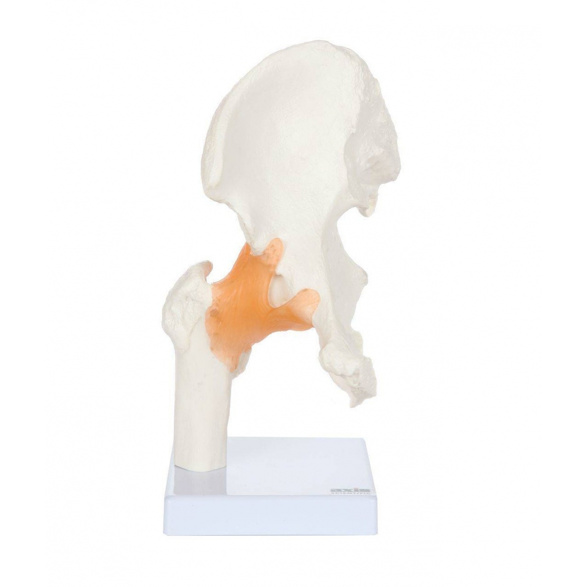 Myaskro Hip Joint & Cross Section Model Bundle | Anatomy Shop